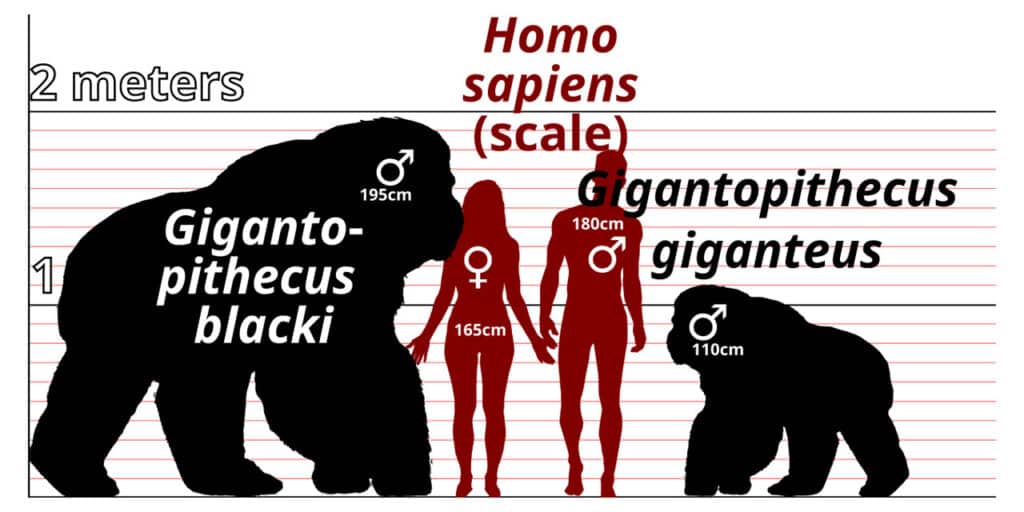 Gigantopithecus, el gran simio que sobrevivió al cambio climático del ...