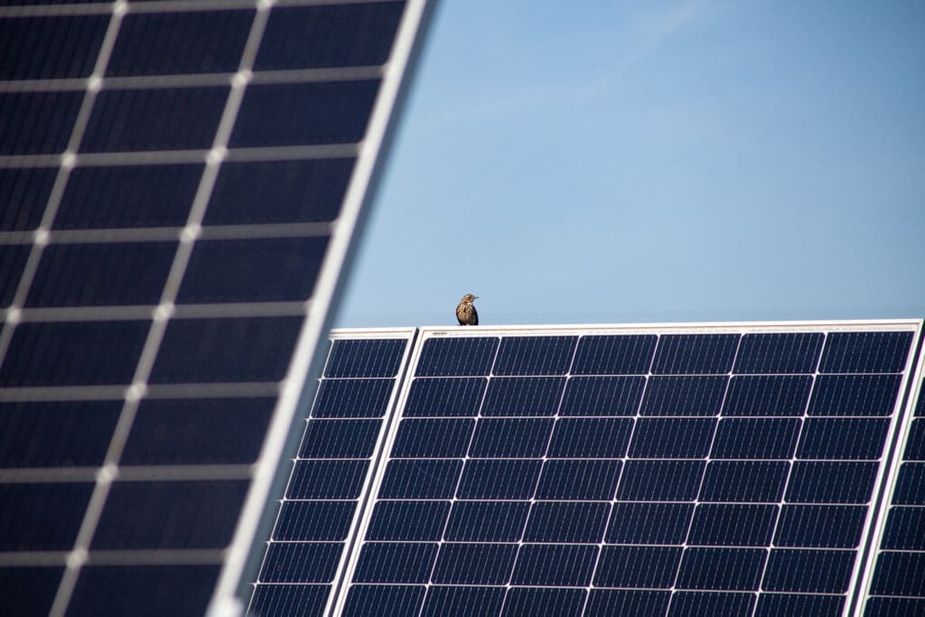Poner placas solares en un pantano: salvar dos pájaros de un tiro - Quo